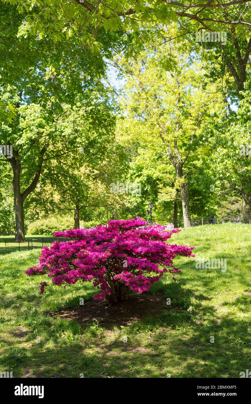 Flowering bush in Central Park, New York City Stock Photo - Alamy