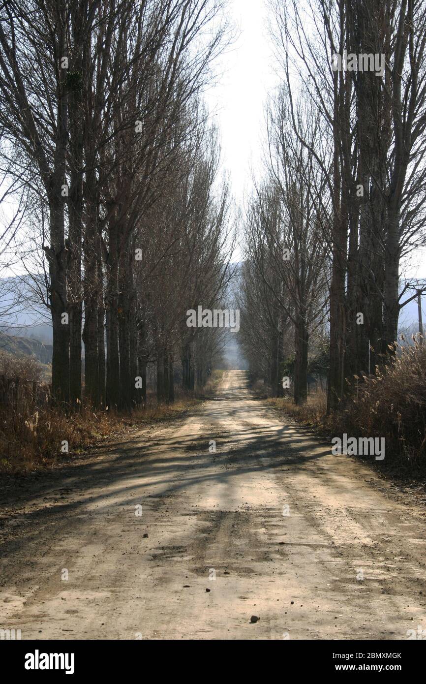 Road in bad condition in Romania. Black poplar trees along the road ...