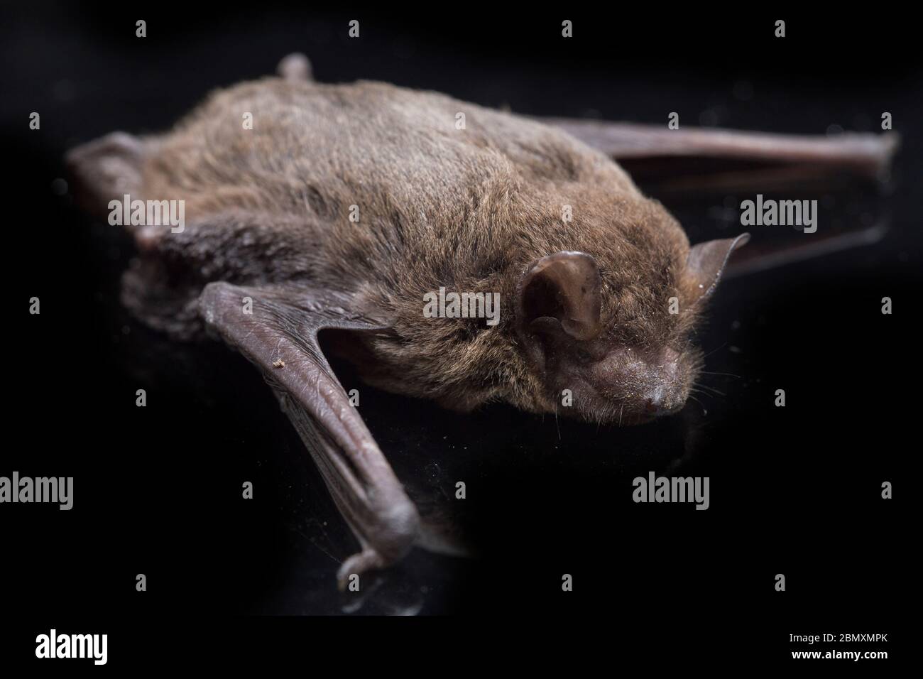 The common bent-wing bat, Schreibers' long-fingered bat, or Schreibers ...