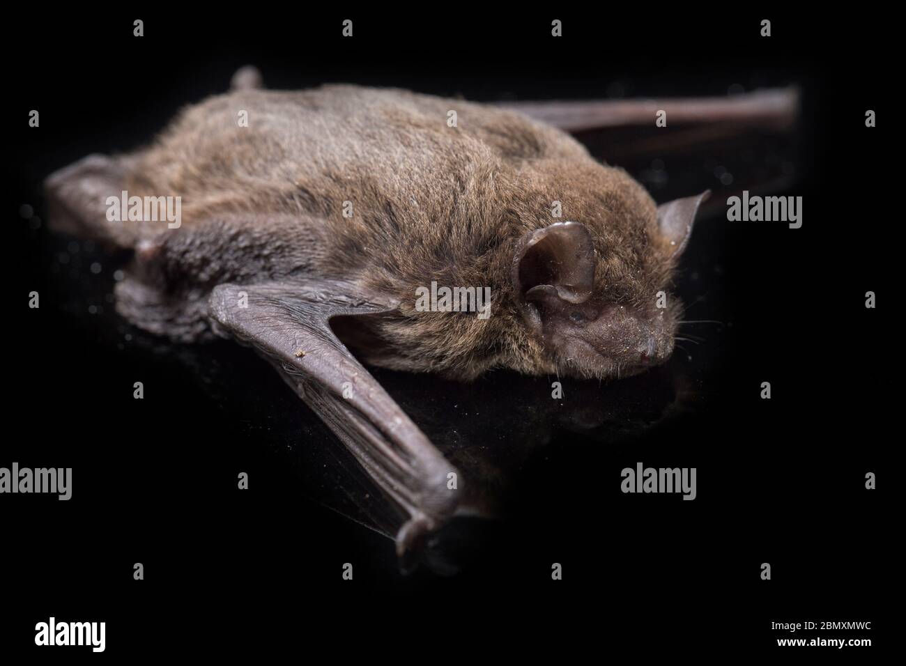 The common bent-wing bat, Schreibers' long-fingered bat, or Schreibers ...