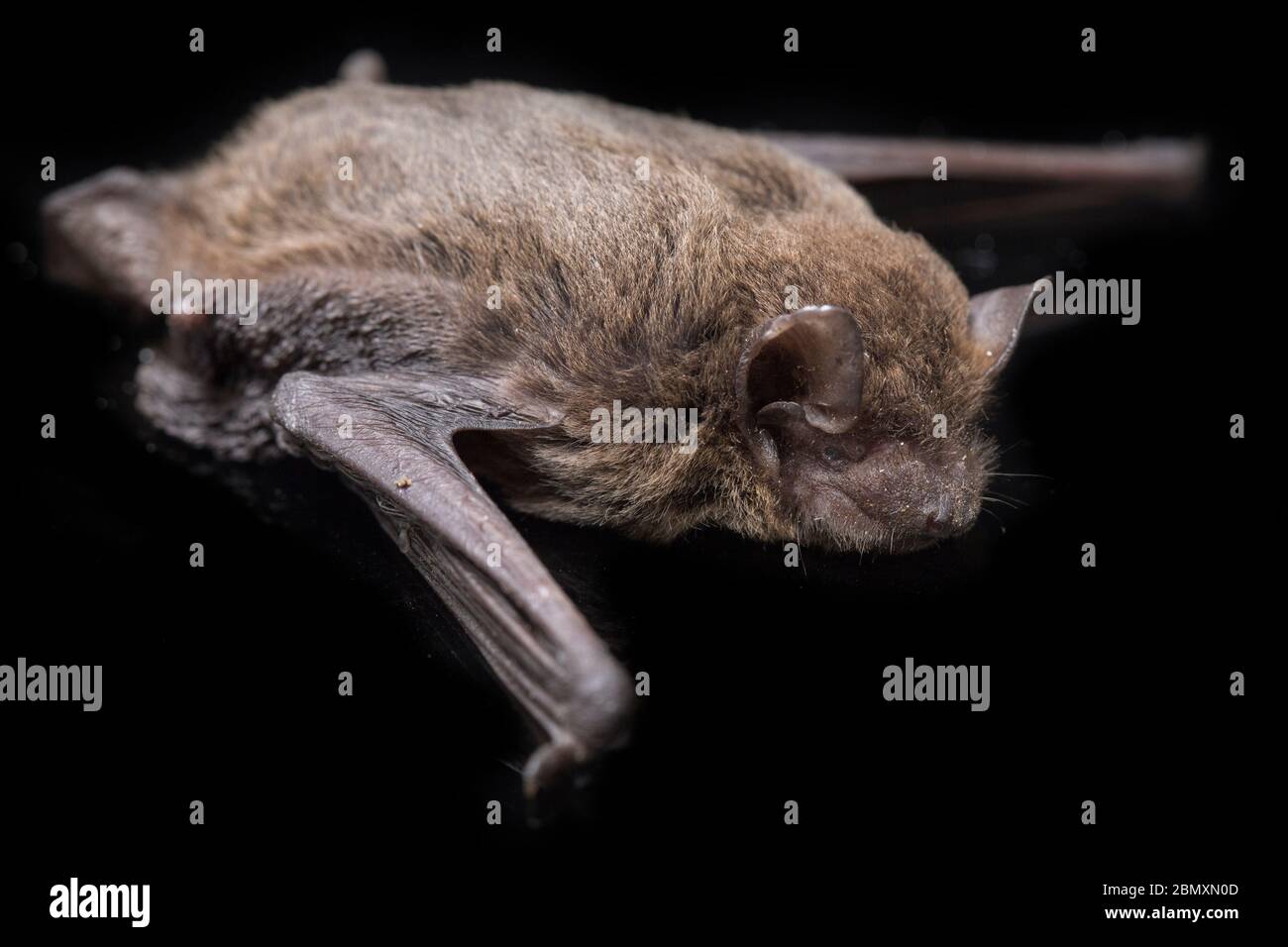 The common bent-wing bat, Schreibers' long-fingered bat, or Schreibers ...