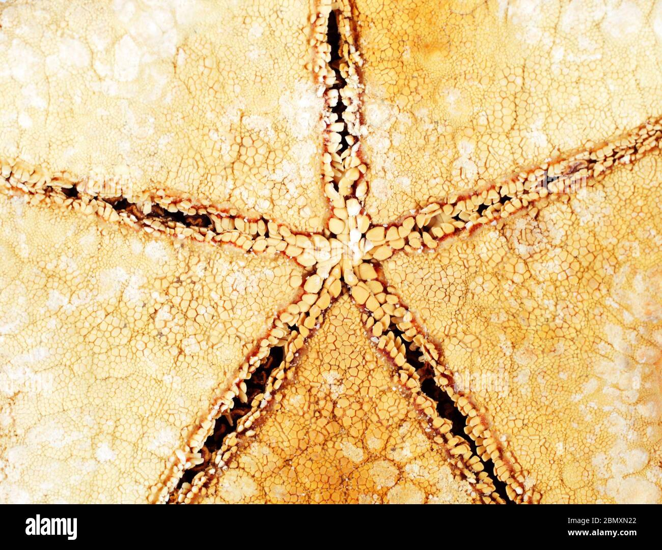 Starfish bottom hi-res stock photography and images - Alamy