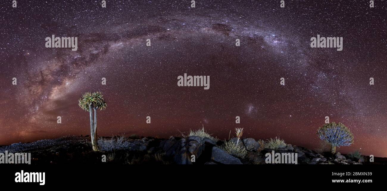 quiver tree and milkyway night photography, nightscape Stock Photo - Alamy