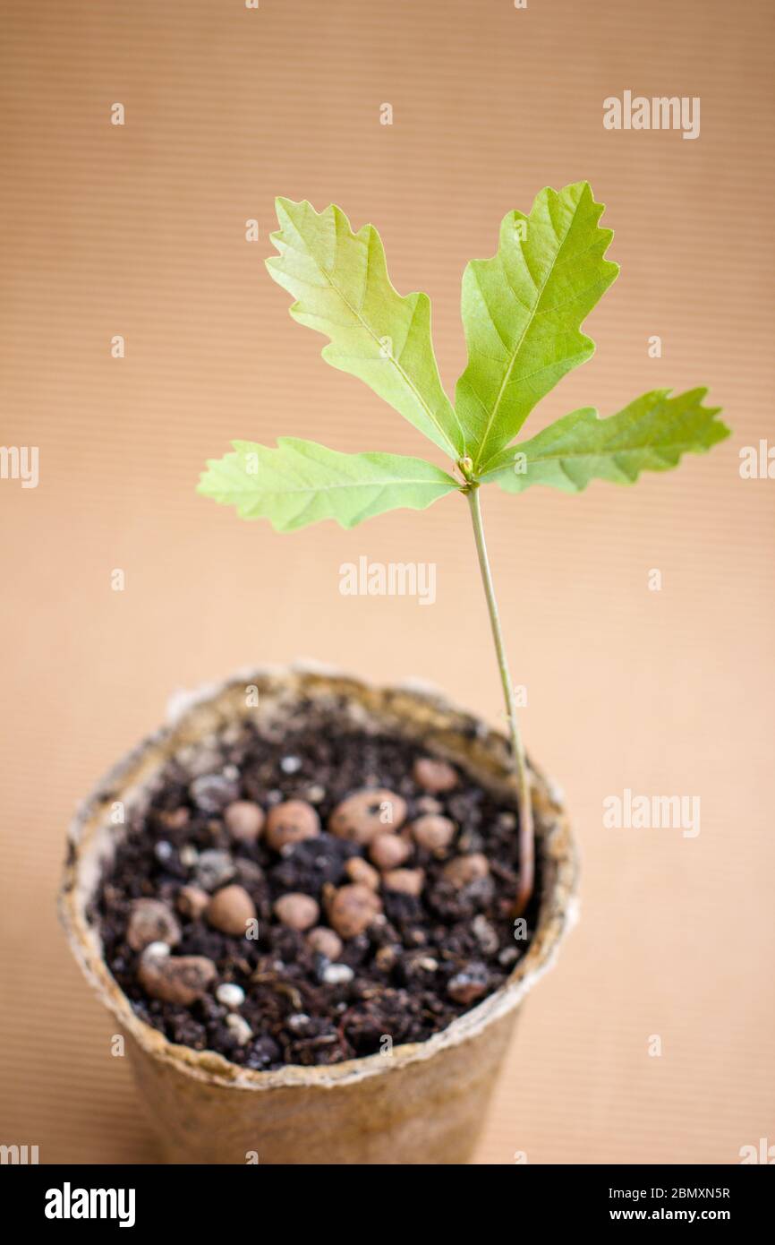 Young oak tree sprout in paper pot Stock Photo - Alamy
