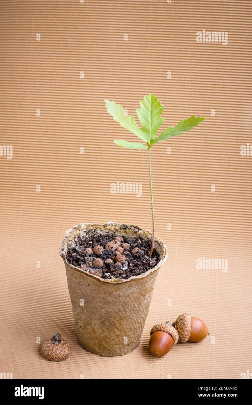 Young oak tree sprout in paper pot Stock Photo - Alamy