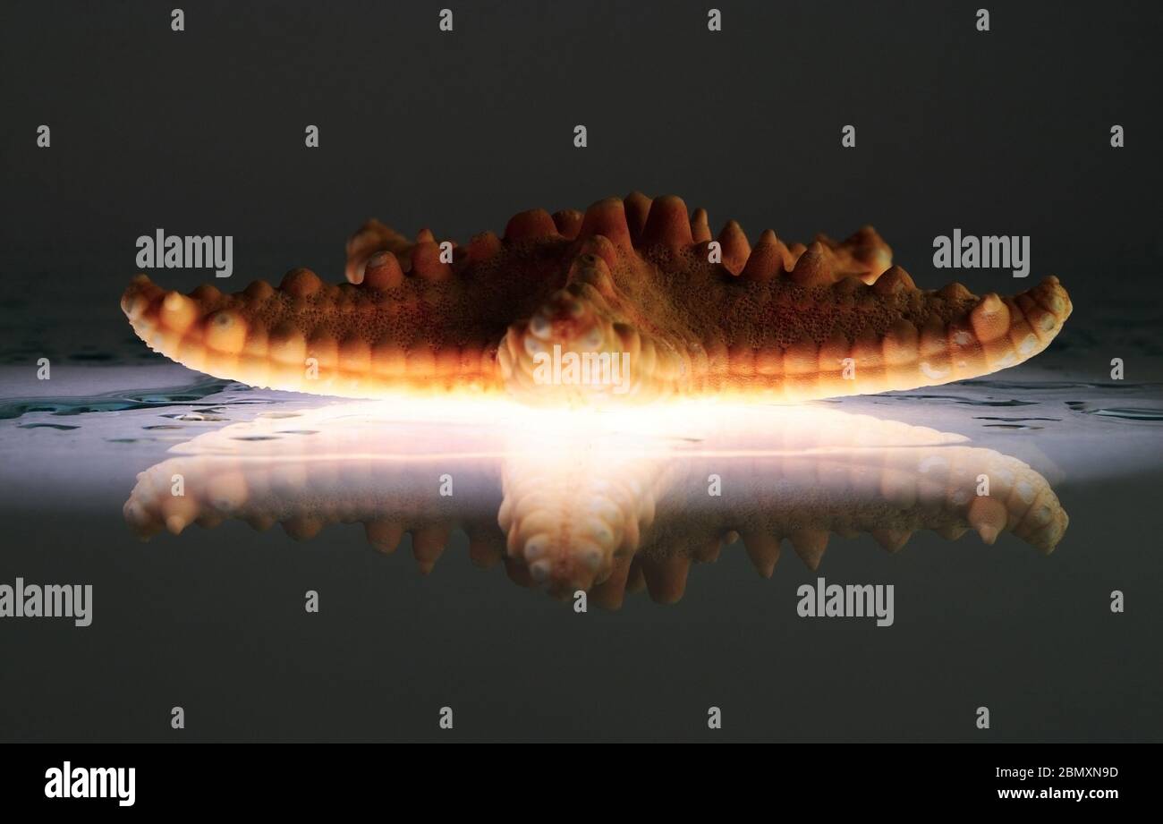 Starfish like hi-res stock photography and images - Alamy
