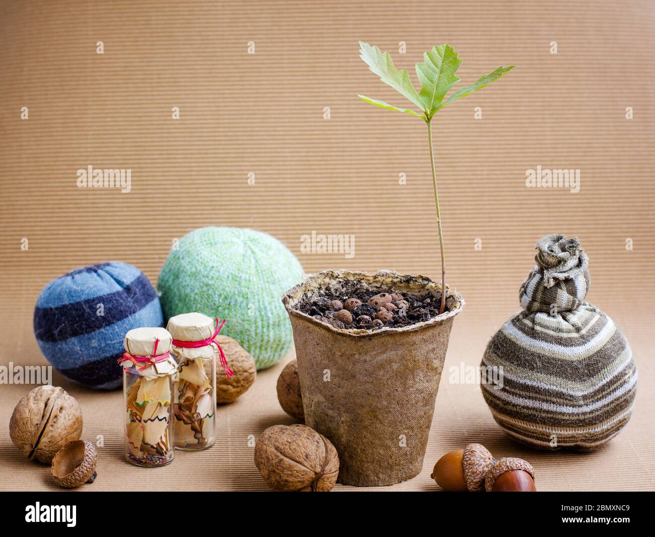 Still Life with germ oak acorns and nuts Stock Photo - Alamy