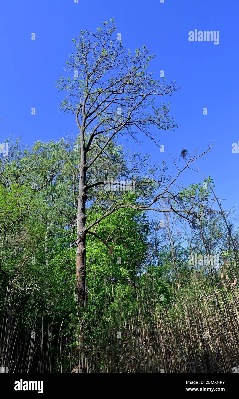 Recreation area donau auen hi-res stock photography and images - Alamy