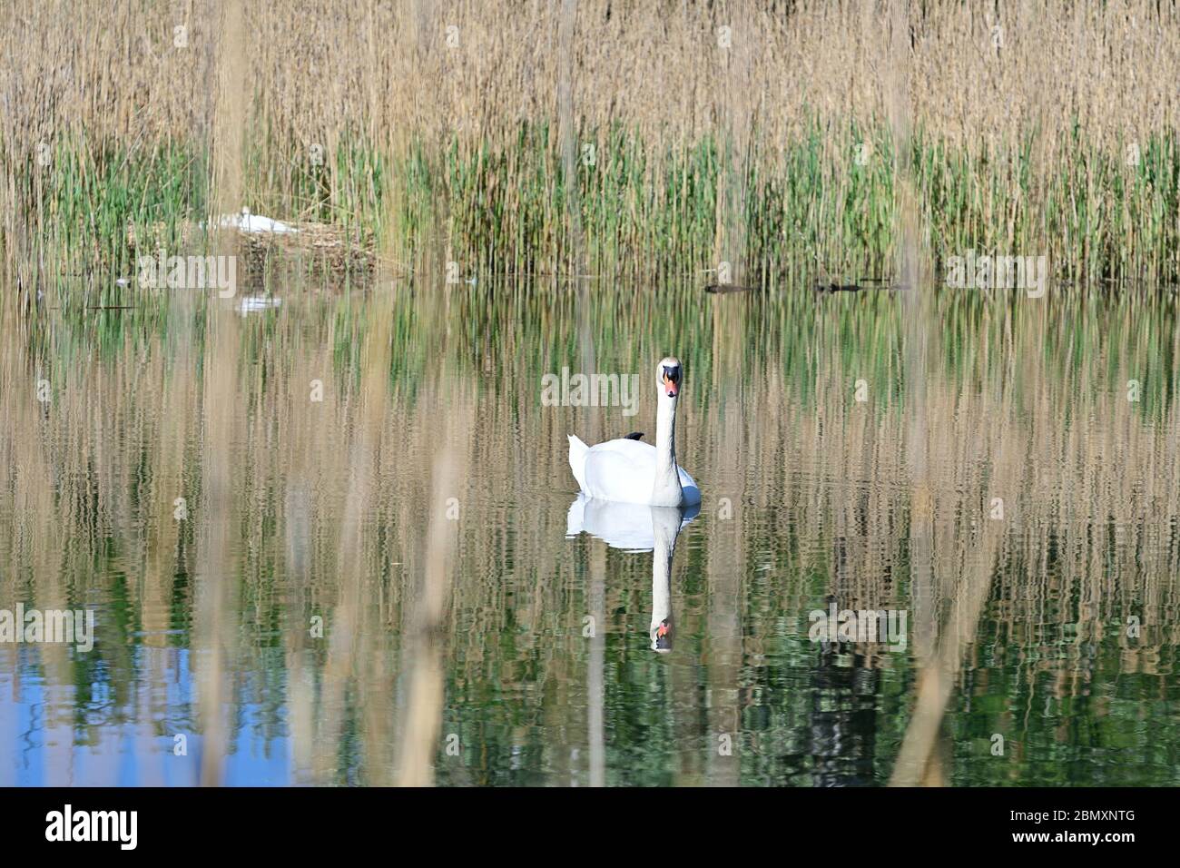 Vienna, Austria. Nationalpark Donau-Auen, the Lobau Stock Photo - Alamy