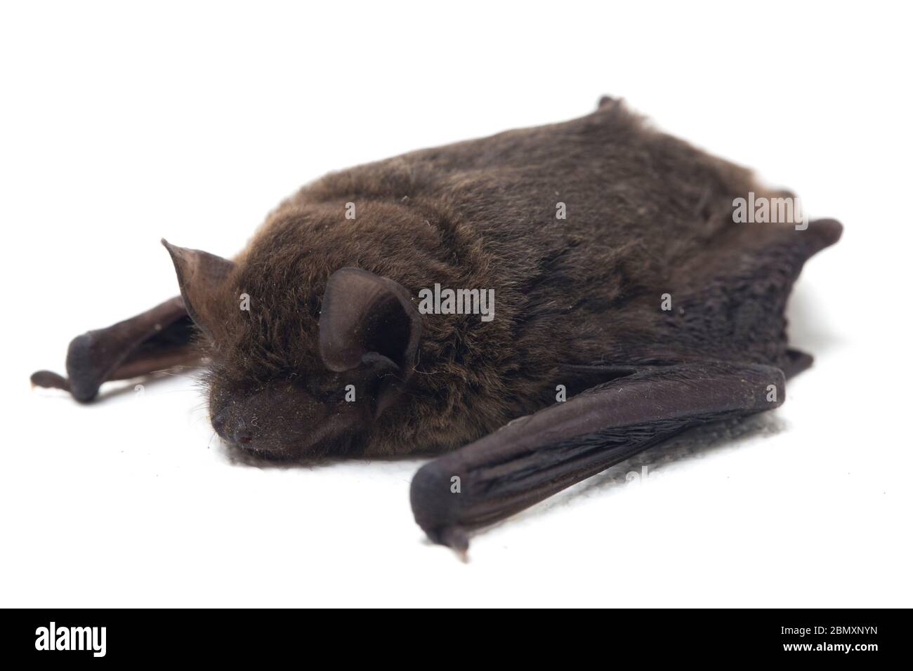 The common bent-wing bat, Schreibers' long-fingered bat, or Schreibers ...