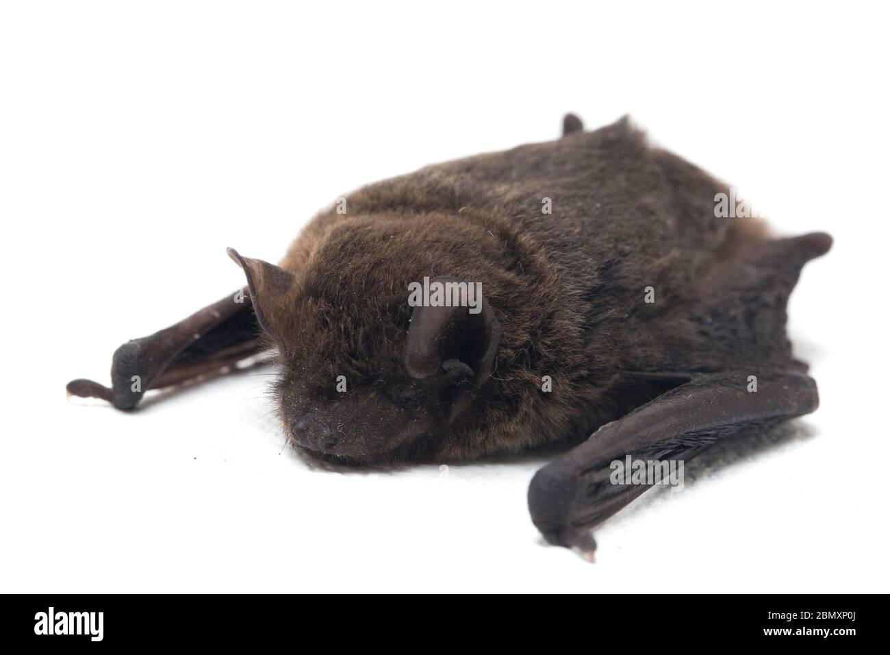 The common bent-wing bat, Schreibers' long-fingered bat, or Schreibers ...