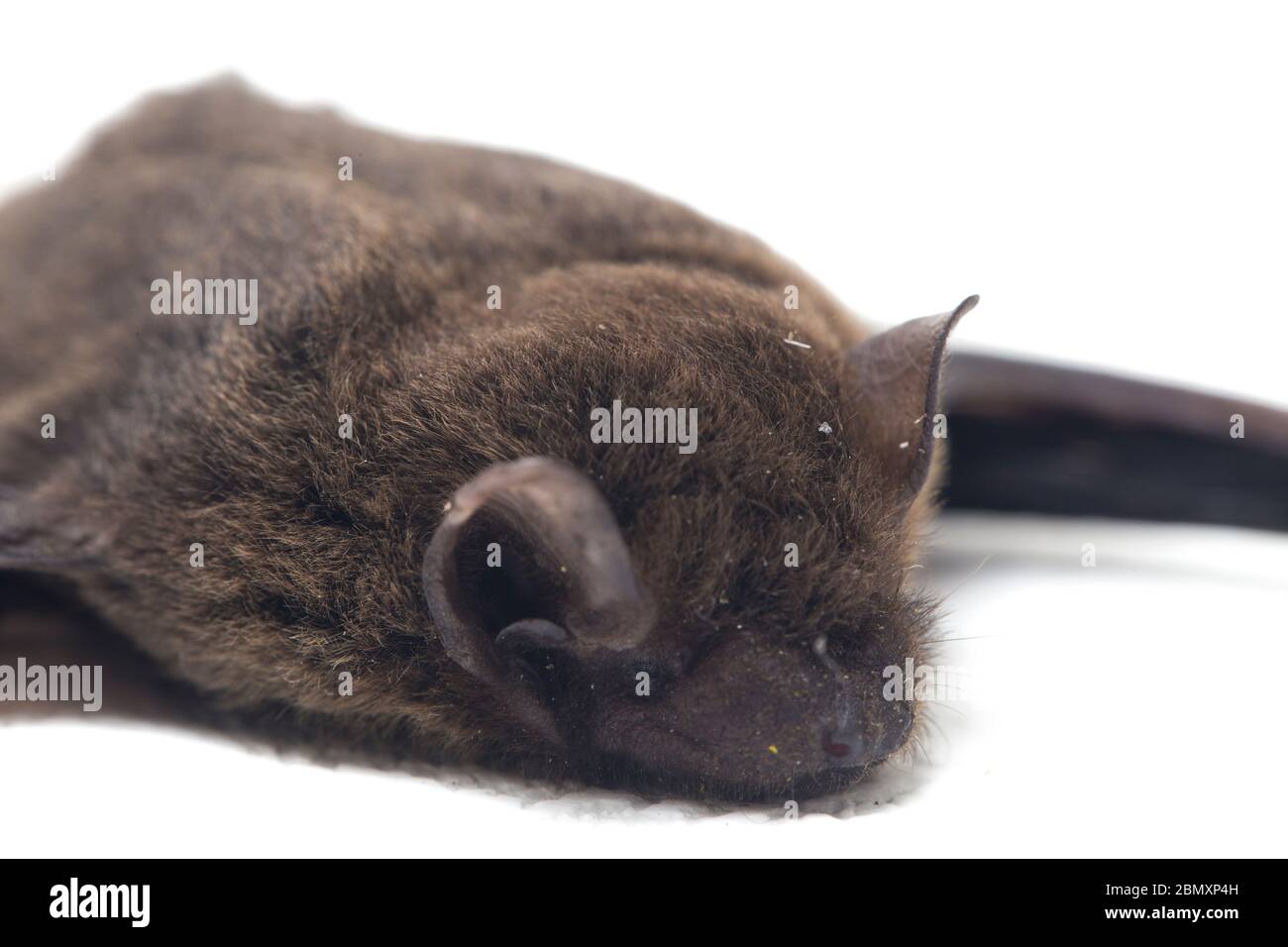 The common bent-wing bat, Schreibers' long-fingered bat, or Schreibers ...