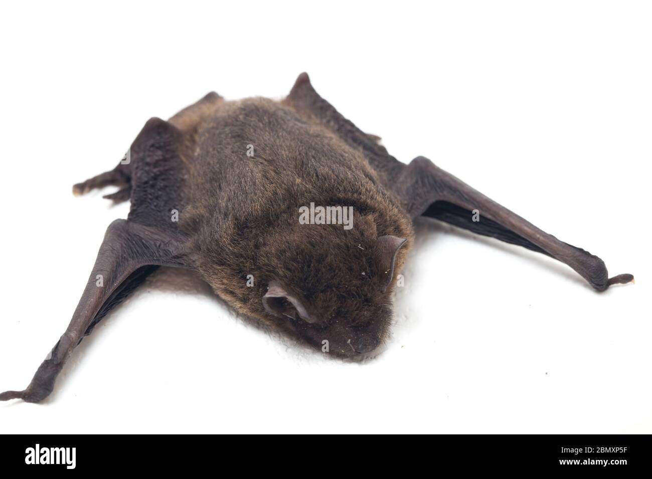 The common bent-wing bat, Schreibers' long-fingered bat, or Schreibers ...