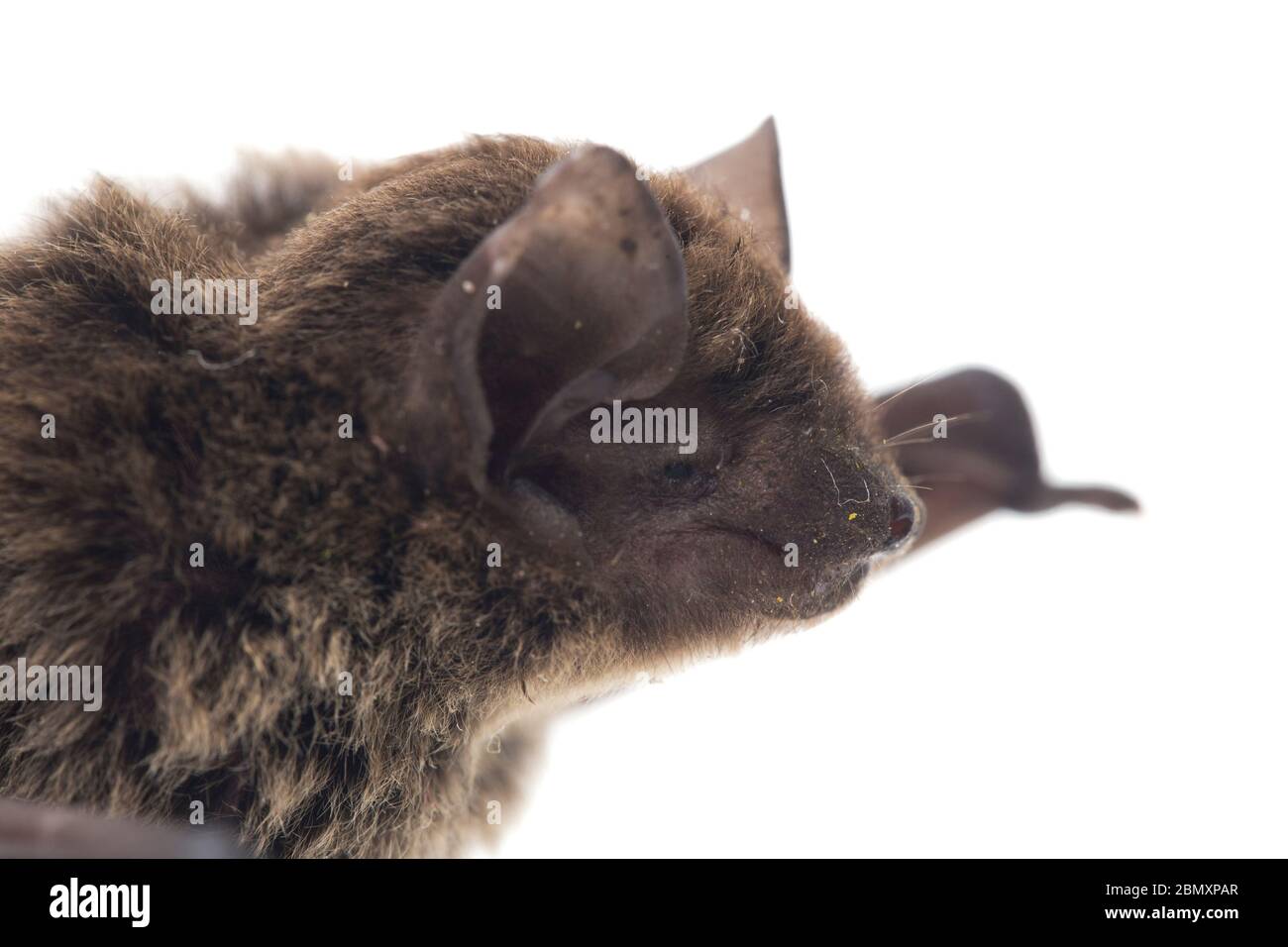 The common bent-wing bat, Schreibers' long-fingered bat, or Schreibers ...