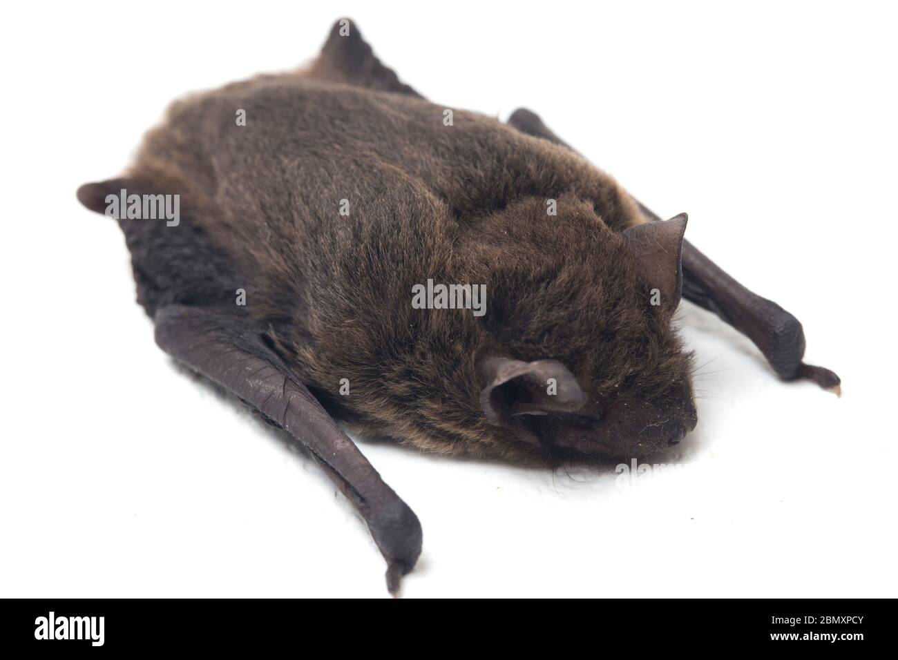 The common bent-wing bat, Schreibers' long-fingered bat, or Schreibers ...
