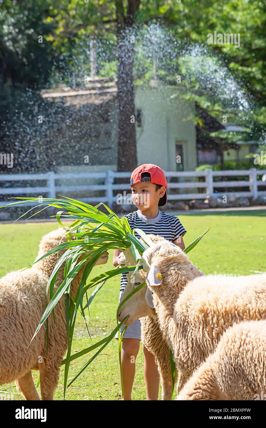 Asian sheep hi-res stock photography and images - Alamy