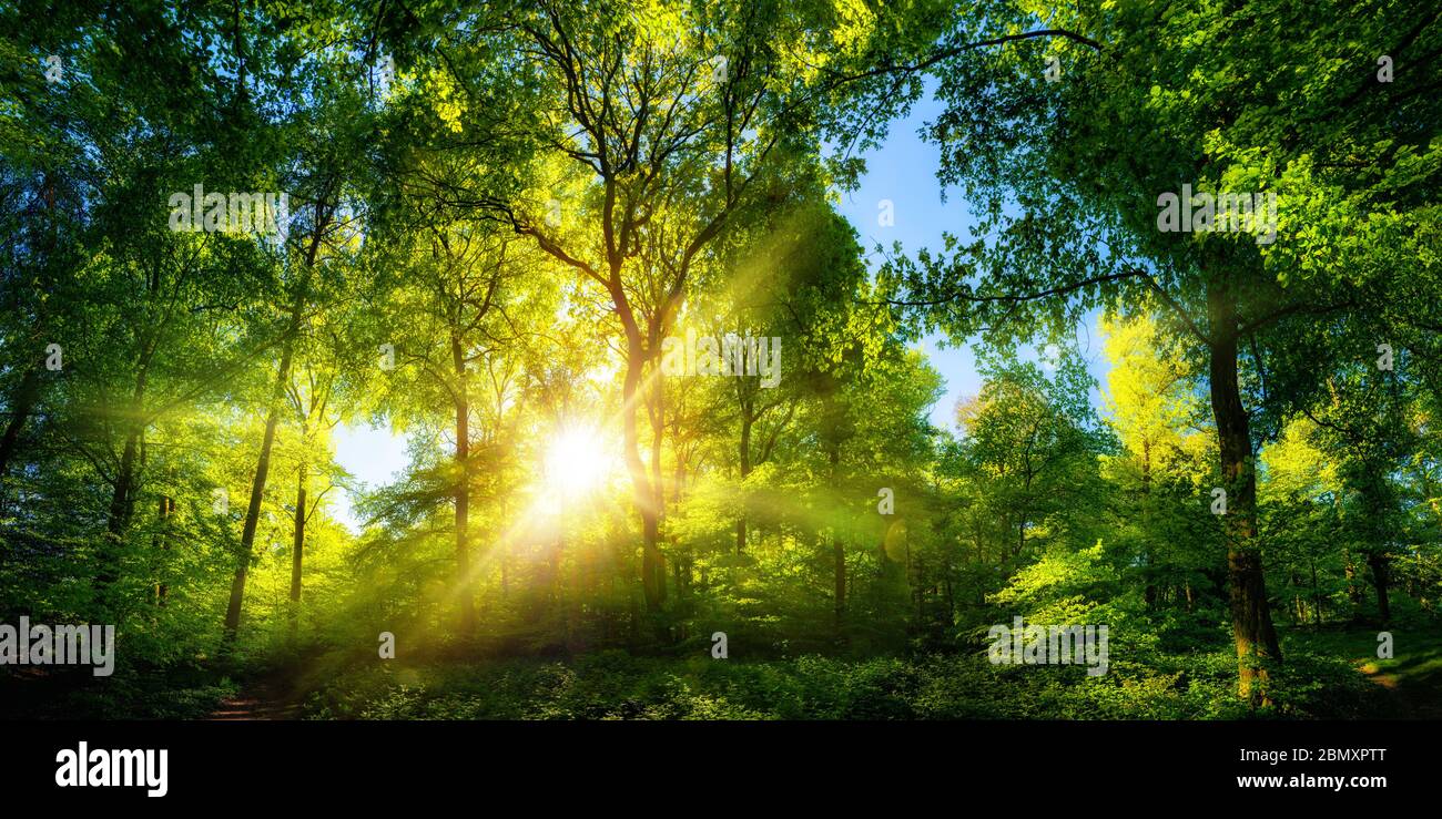 Vivid scenery of beautiful sunlight in a lush green forest, with ...