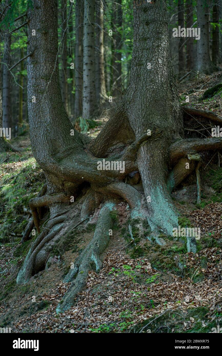 Old Northern European forest in may Lower Silesia Poland Stock Photo ...
