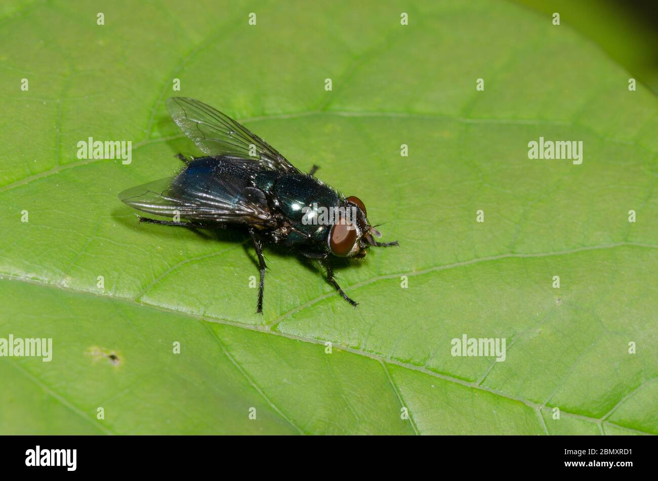 Calliphoridae hi-res stock photography and images - Alamy