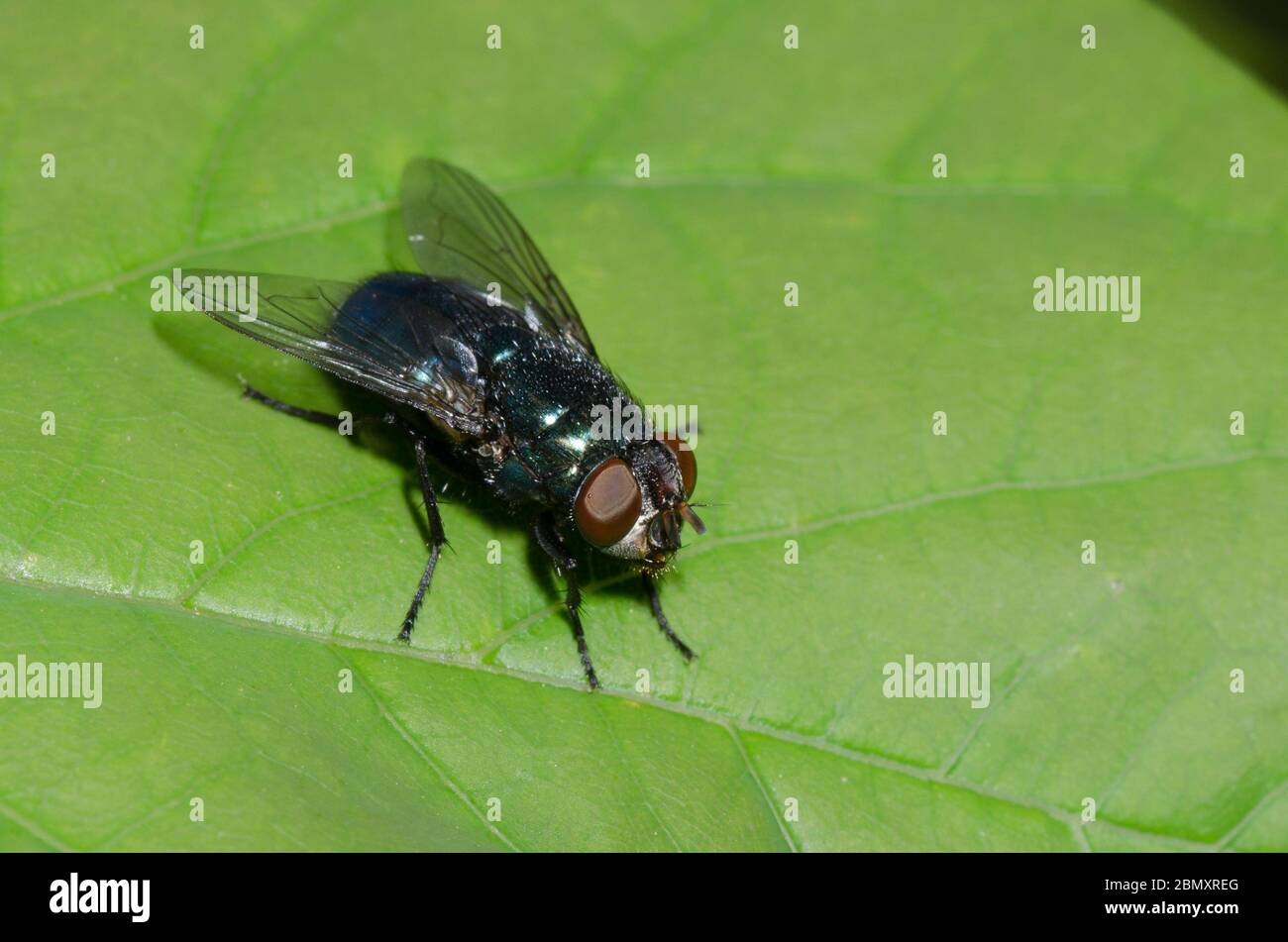 Calliphoridae hi-res stock photography and images - Alamy