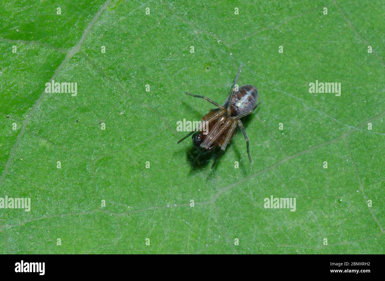 Spider mesh hi-res stock photography and images - Alamy