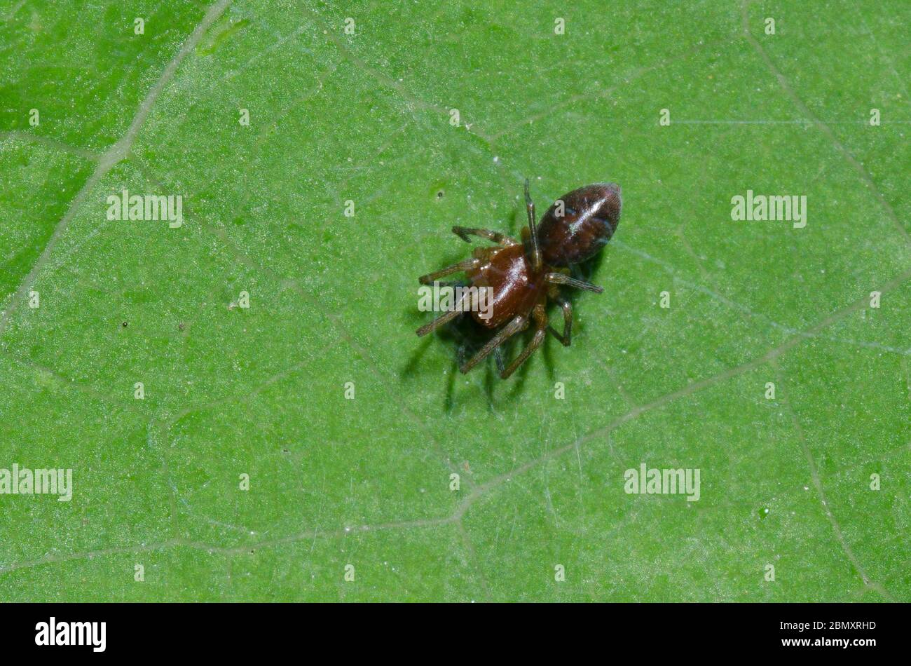 Mesh Web Spider, Family Dictynidae, male Stock Photo - Alamy