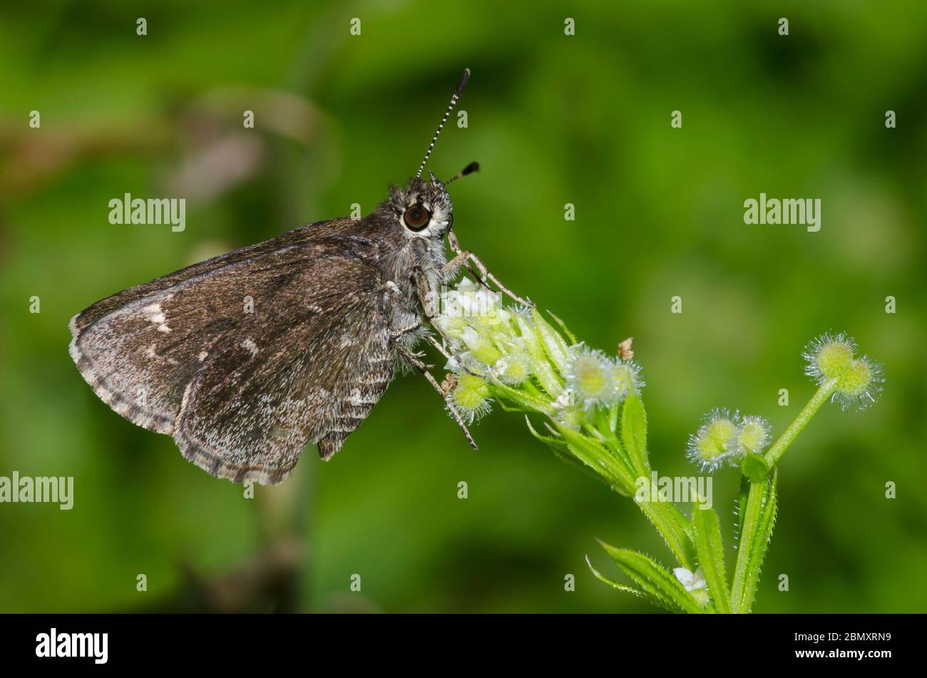 Bells roadside skipper hi-res stock photography and images - Alamy