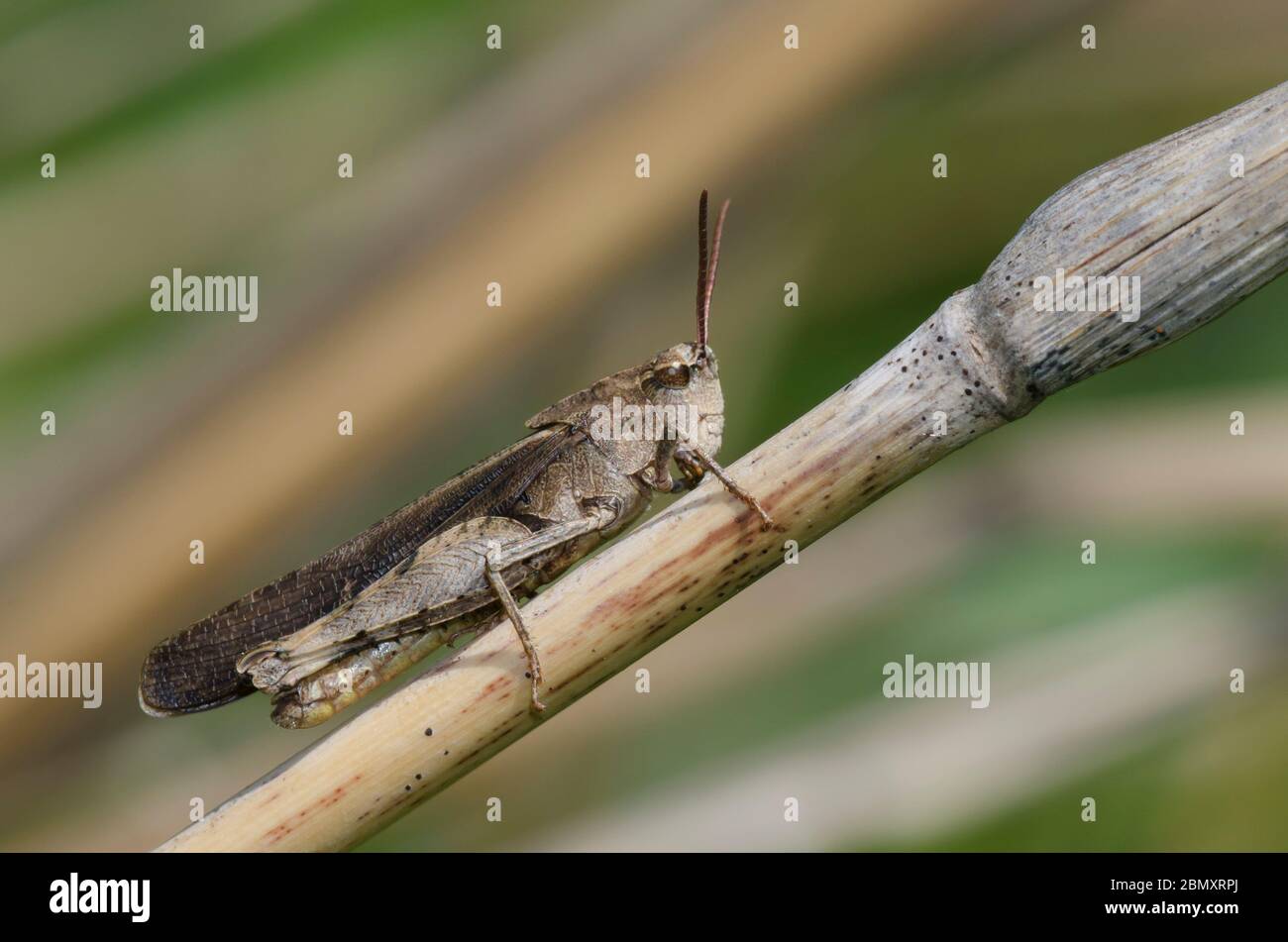 Northern Green-striped Grasshopper, Chortophaga viridifasciata, male ...