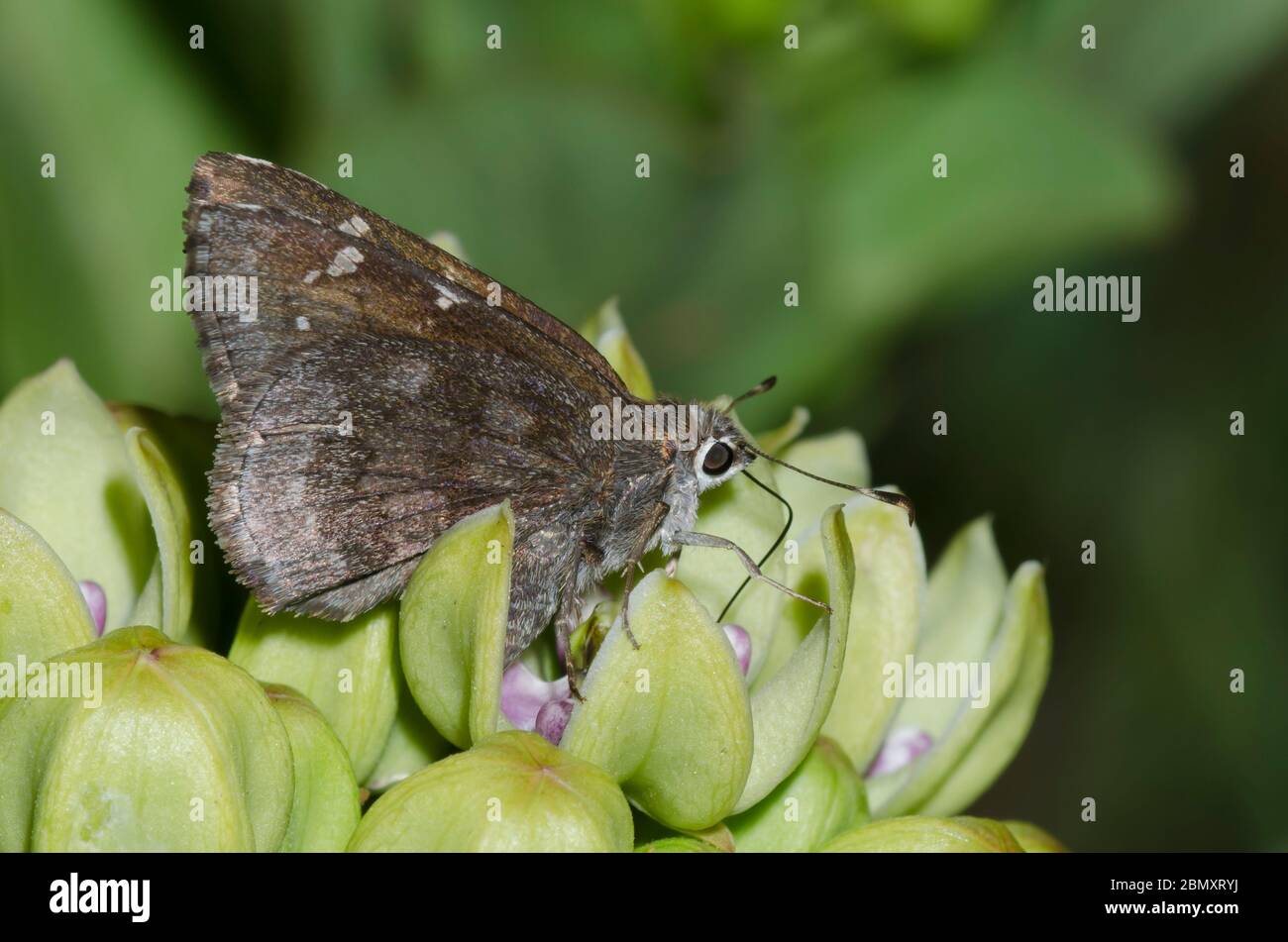 Outis Skipper, Cogia outis, nectaring on green milkweed, Asclepias ...