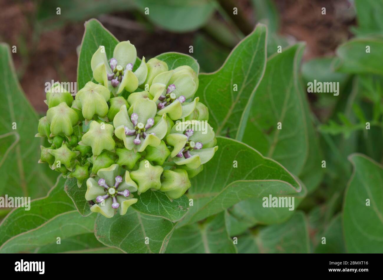 Green Milkweed, Asclepias viridis Stock Photo - Alamy