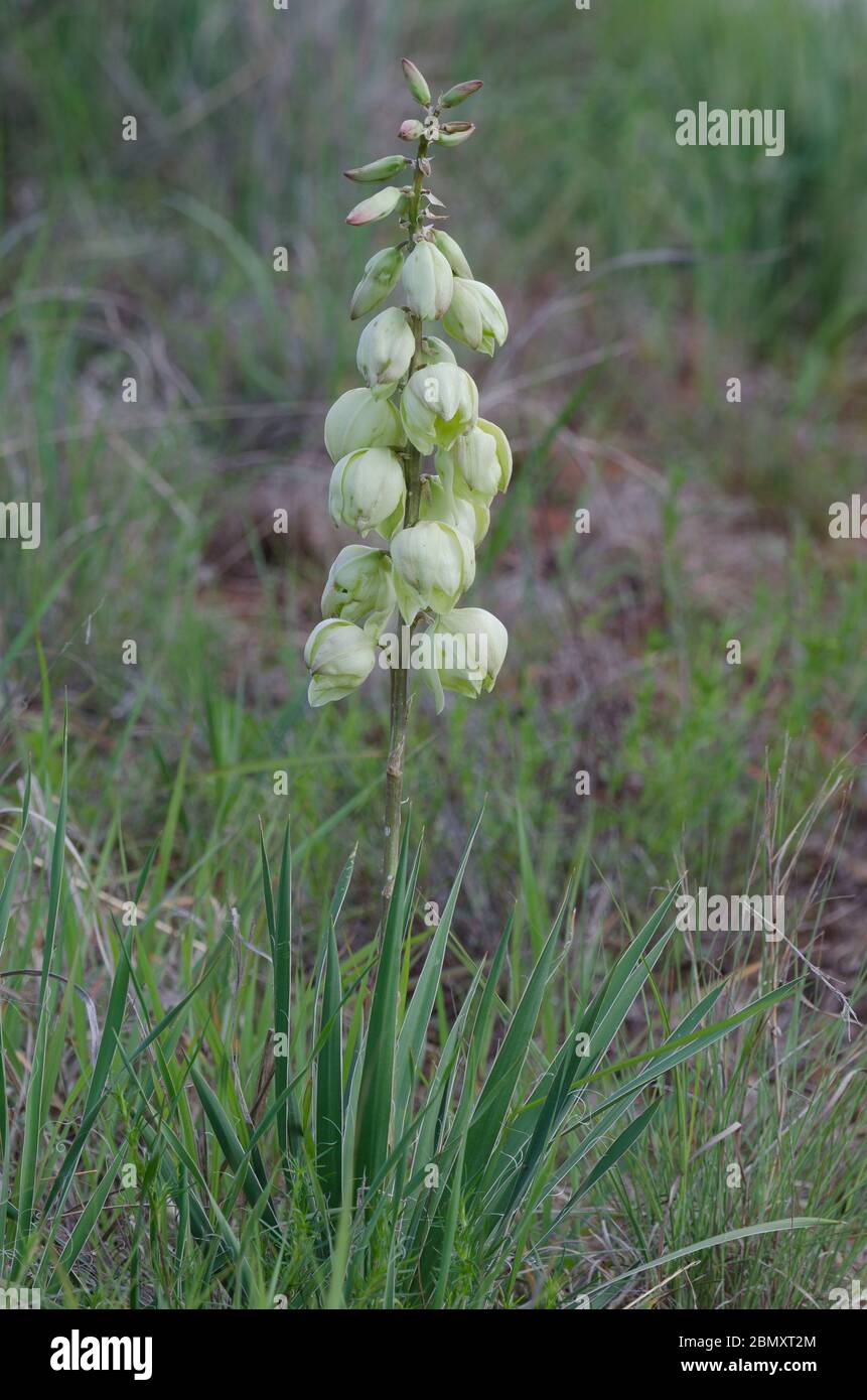Yucca arkansana hi-res stock photography and images - Alamy
