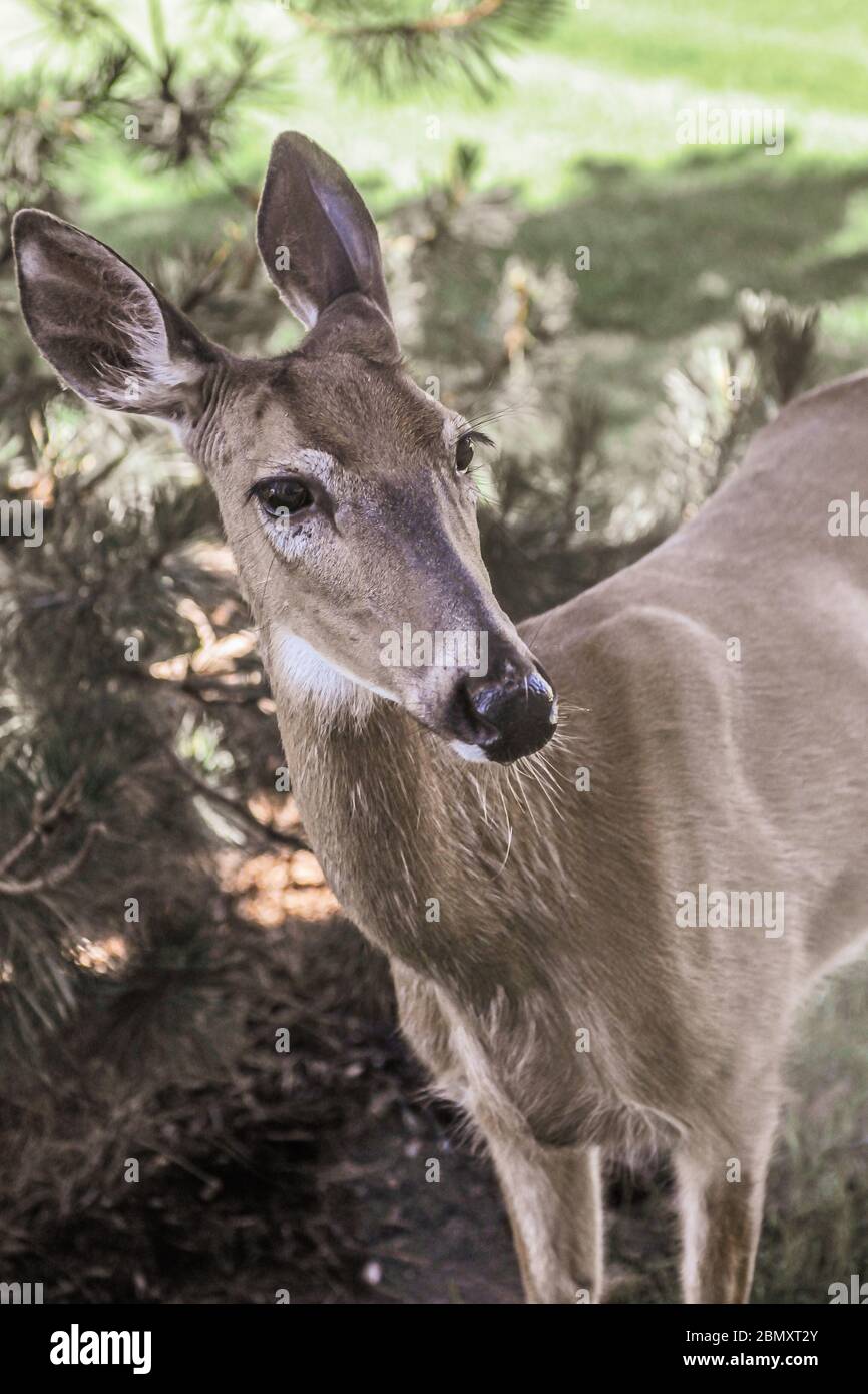 Single Female Deer in the woods alone Stock Photo - Alamy
