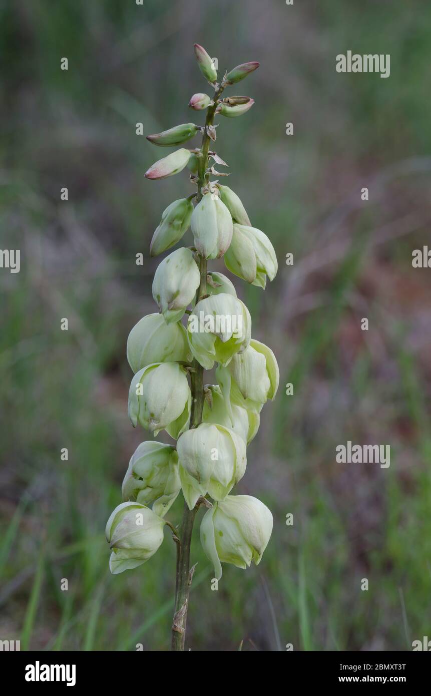 Arkansas Yucca, Yucca arkansana, blooming Stock Photo - Alamy