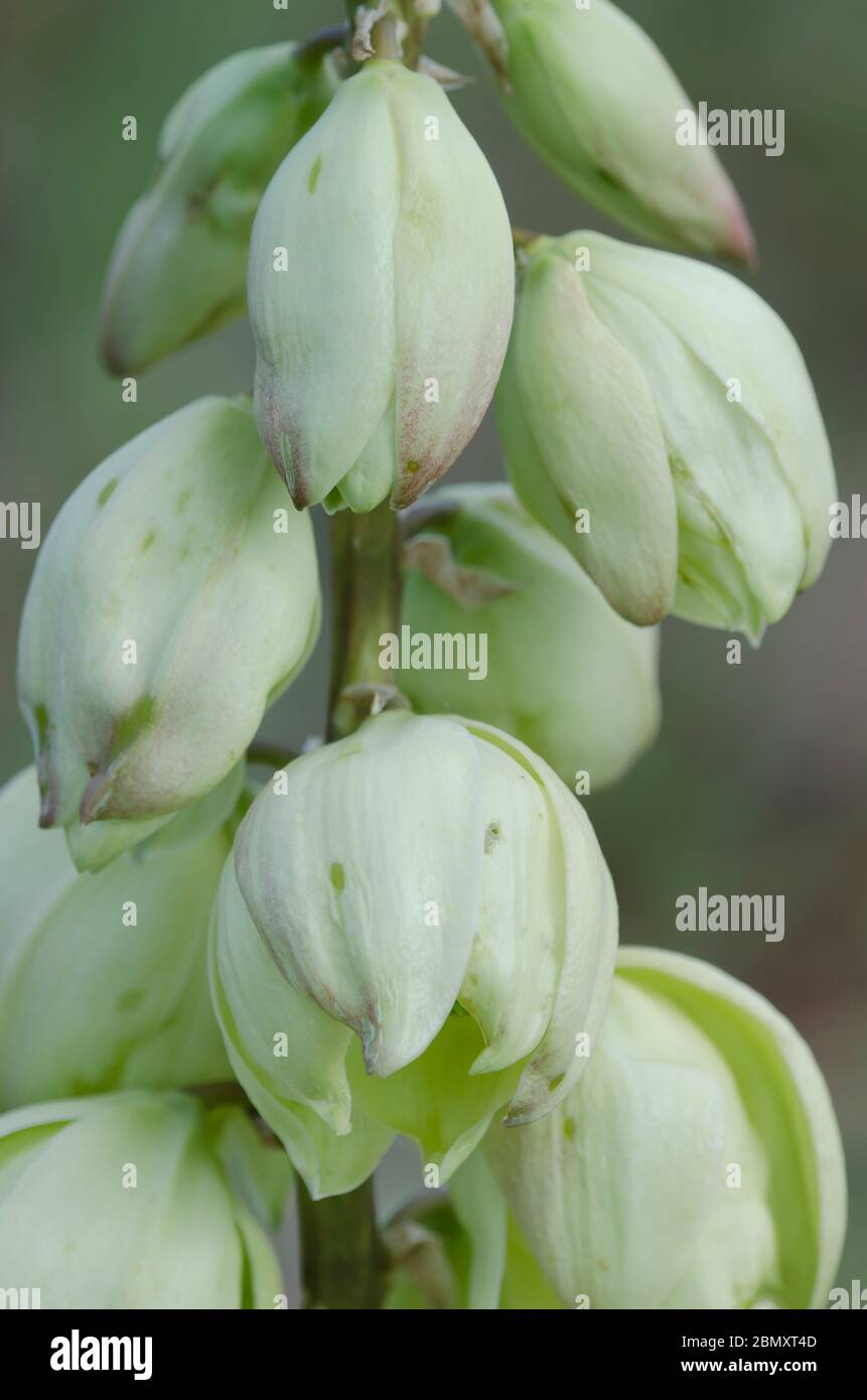 Arkansas Yucca, Yucca arkansana, blooming Stock Photo - Alamy