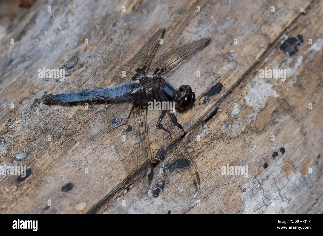 Blue Corporal, Ladona deplanata, male Stock Photo - Alamy