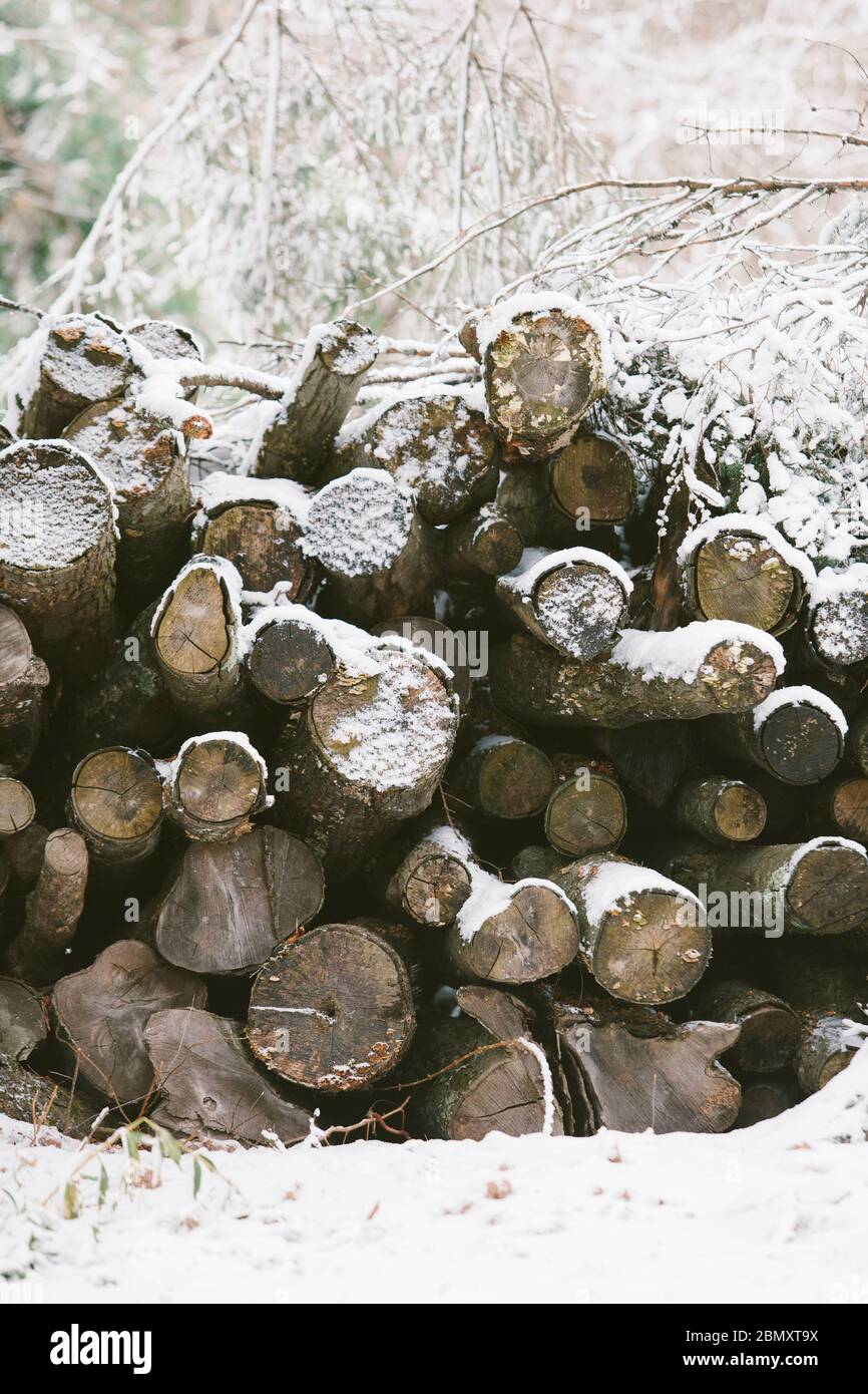 Stacked Logged Wood High Resolution Stock Photography and Images - Alamy