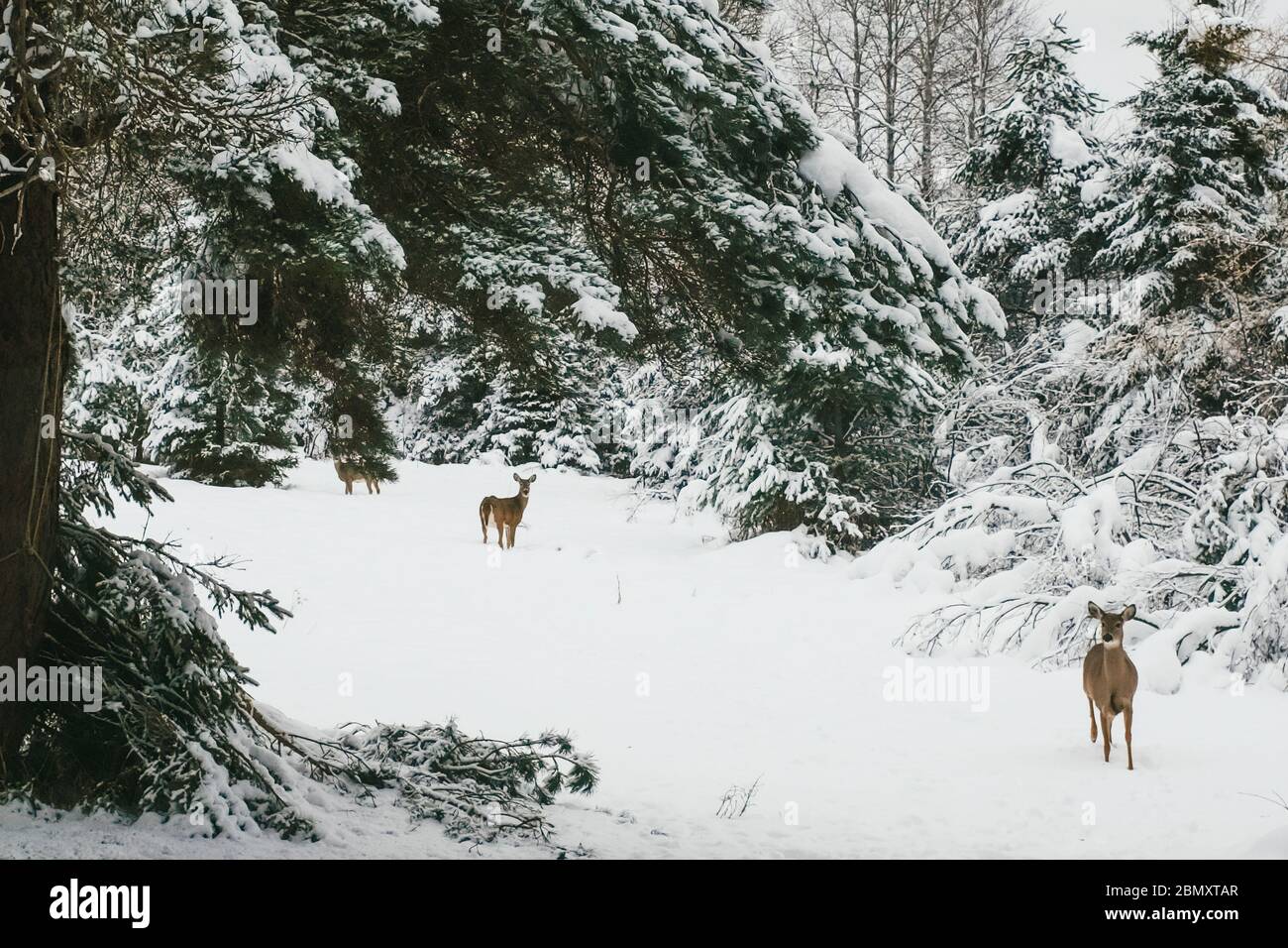 A pack of deer emerged in an open field covered in winter snow Stock ...
