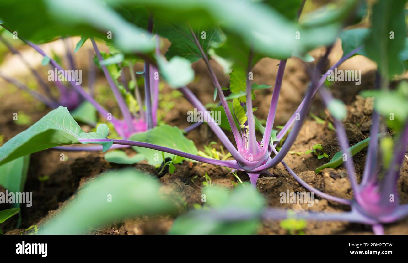 Kohlrabi Plant High Resolution Stock Photography and Images - Alamy