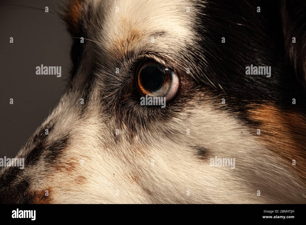 Close up of a dog's eye and pupil Stock Photo - Alamy