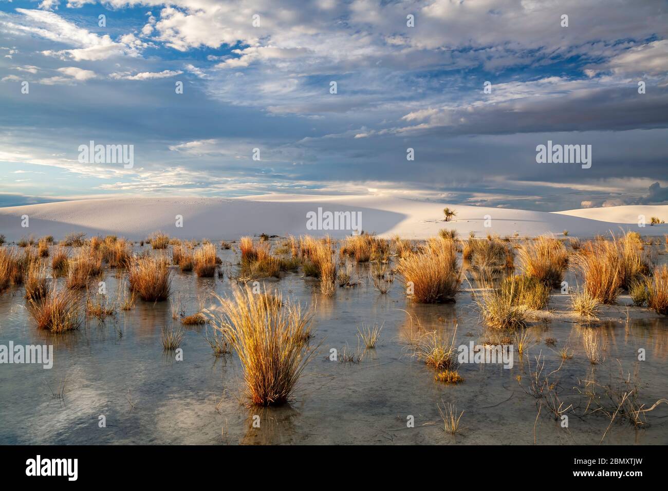 Shrubs in pond and sand dunes, White Sands National Monument ...