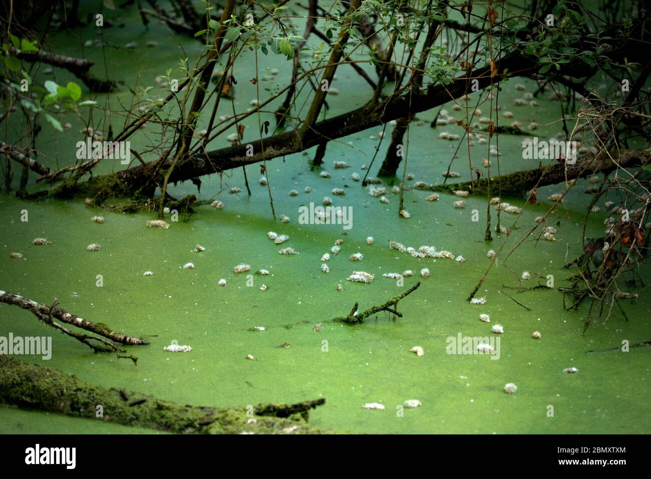 Pollen water hi-res stock photography and images - Alamy