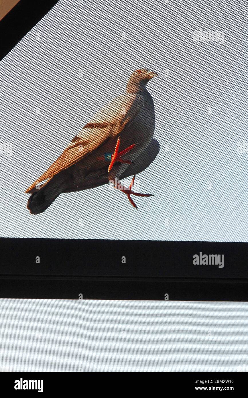 Homing pigeon hi-res stock photography and images - Alamy