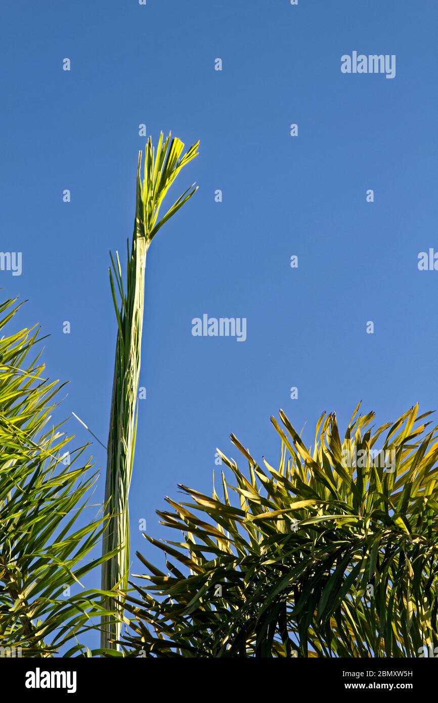 new frond growing, Foxtail Palm, close-up, tree, Wodyetia bifurcata ...