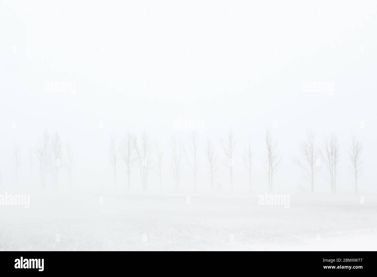 White out conditions during a snow storm blizzard Stock Photo - Alamy