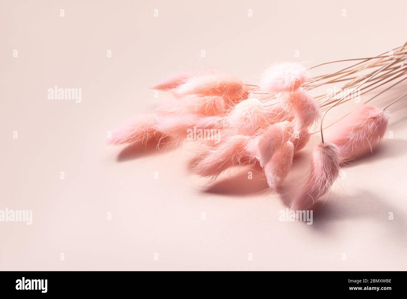 Rabbit Tail Grass Dried Flowers Bouquet Stock Photo - Alamy