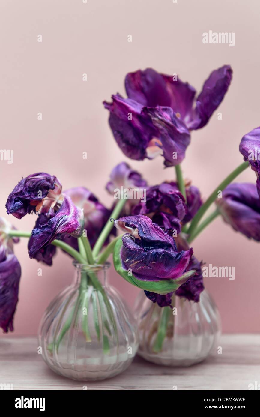 Faded tulip flower hi-res stock photography and images - Alamy