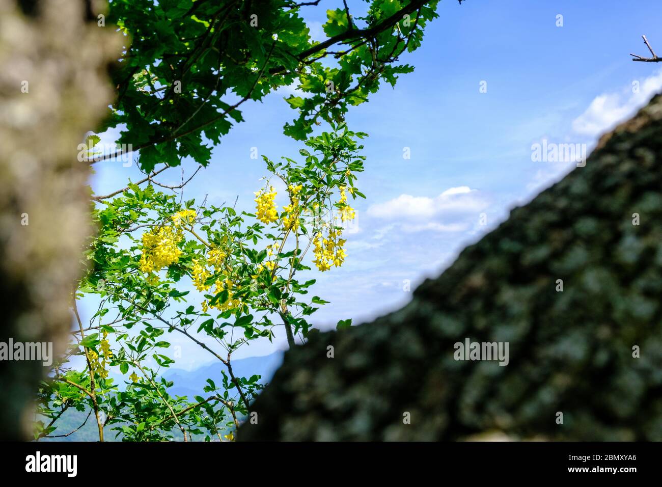 Wild Laburnum blooming Stock Photo - Alamy