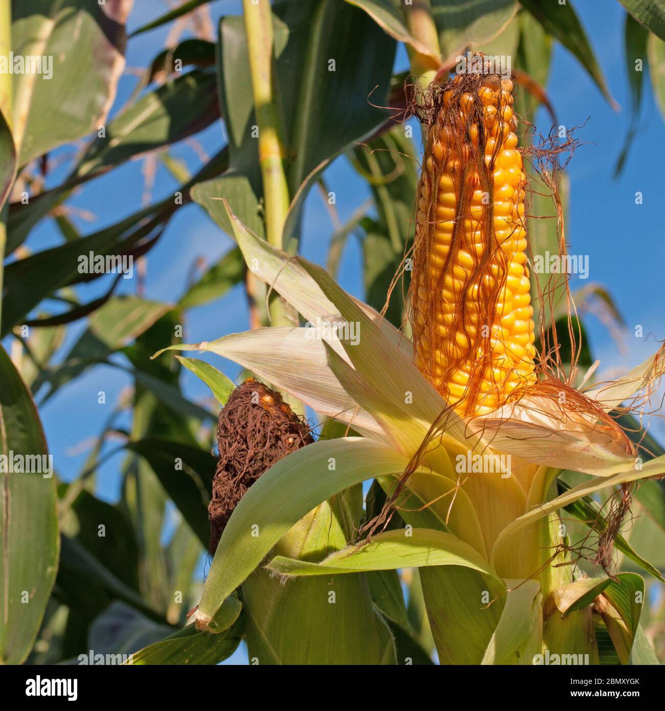 Maize cultivation hi-res stock photography and images - Alamy