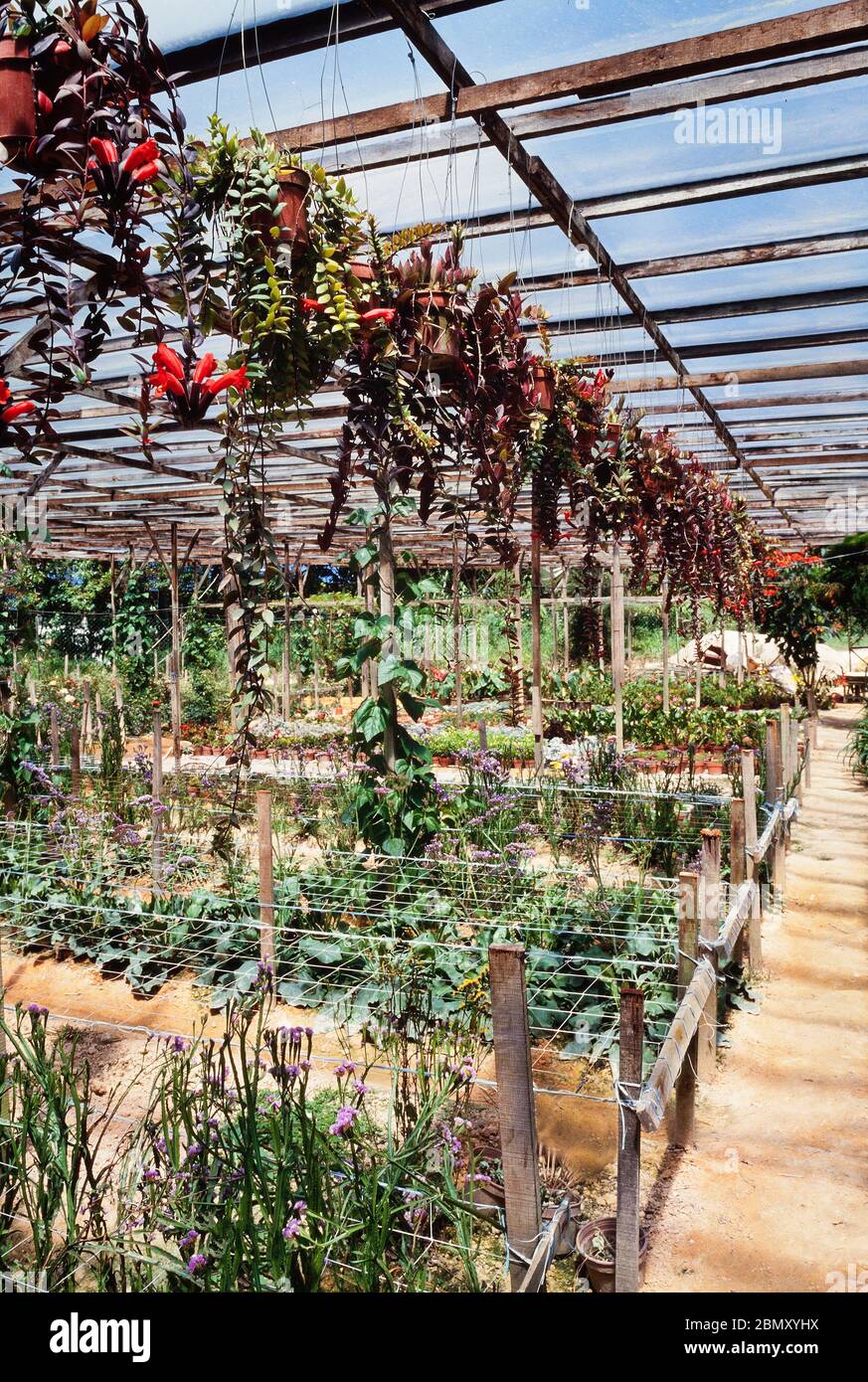 Tropical garden nursery, Malaysia, mixture of tropical and temperate ...