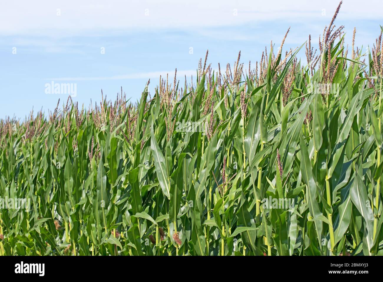 Corn field in summer in a close-up Stock Photo - Alamy